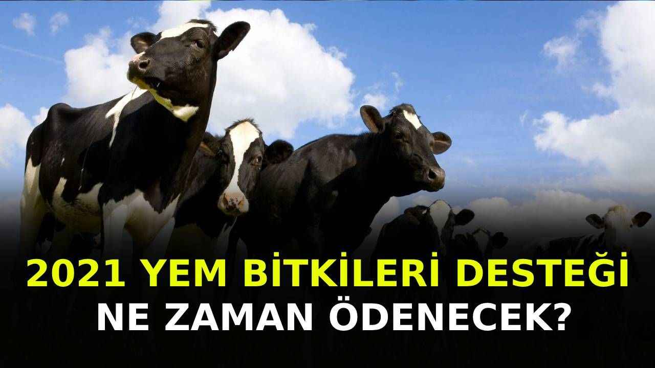 2021 yem bitkileri desteği ne zaman ödenecek? 2021 yem bitkileri ...