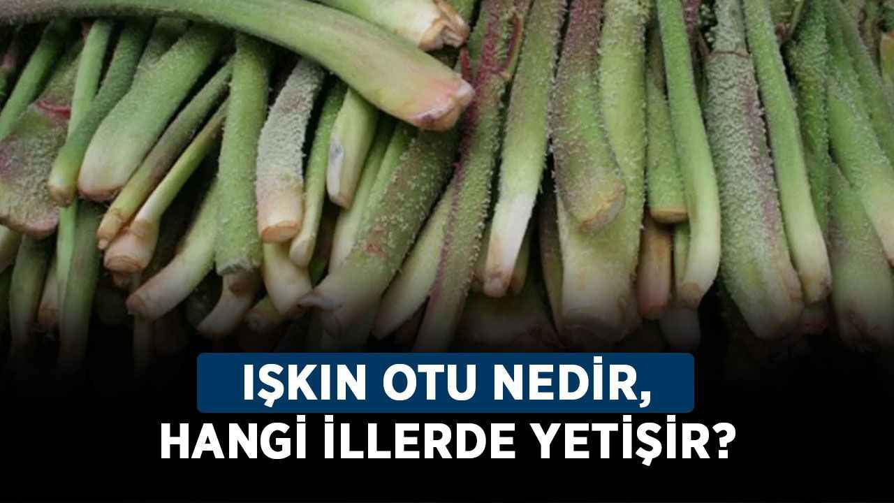 Işkın Otu nedir, hangi illerde yetişir? Işın Otu nasıl tüketilir ...