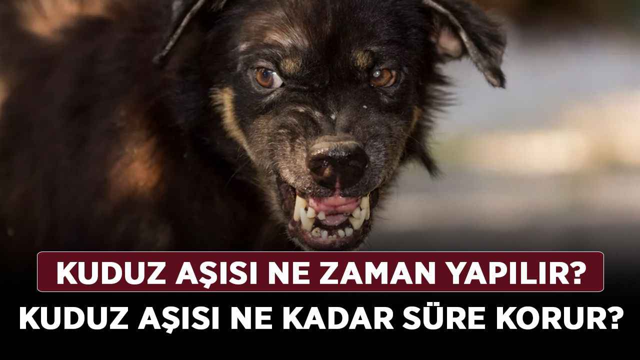 Kuduz aşısı ne zaman yapılır? Kuduz aşısı ne kadar süre korur? Kuduz ...