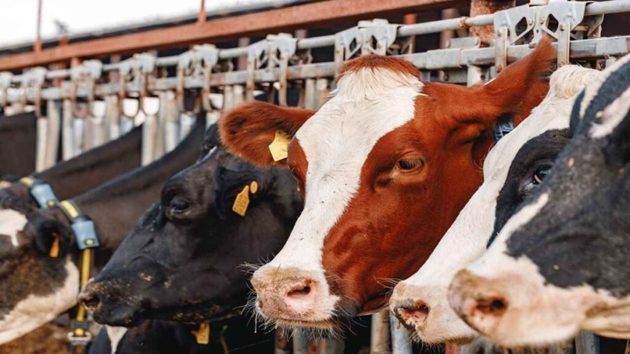 Şap hastalığı insanda ne yapar? Şap hastalığı nedir, nasıl bulaşır ...