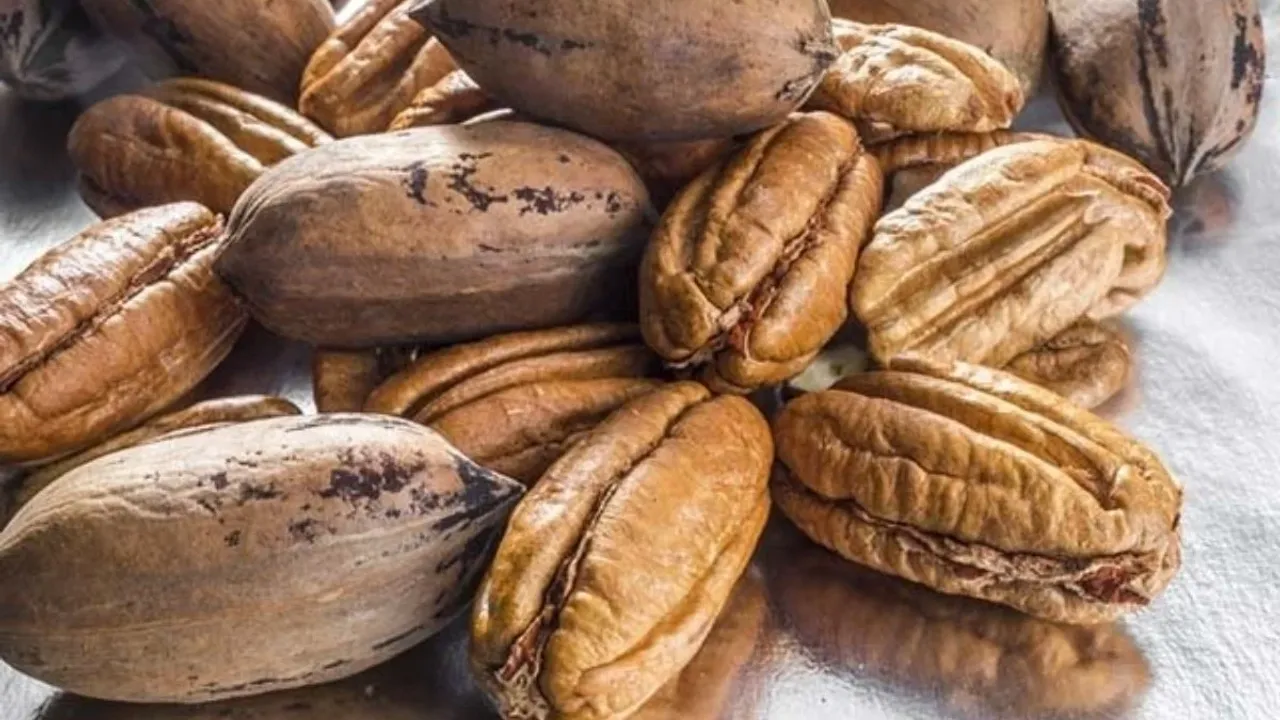 Pikan cevizi nedir, faydaları nelerdir ve nerede yetişiyor?