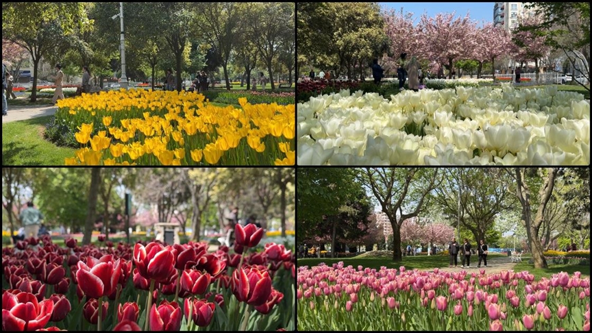 İstanbul'da Lale Festivali: 7 milyonu aşkın lale, milyonlarca ...