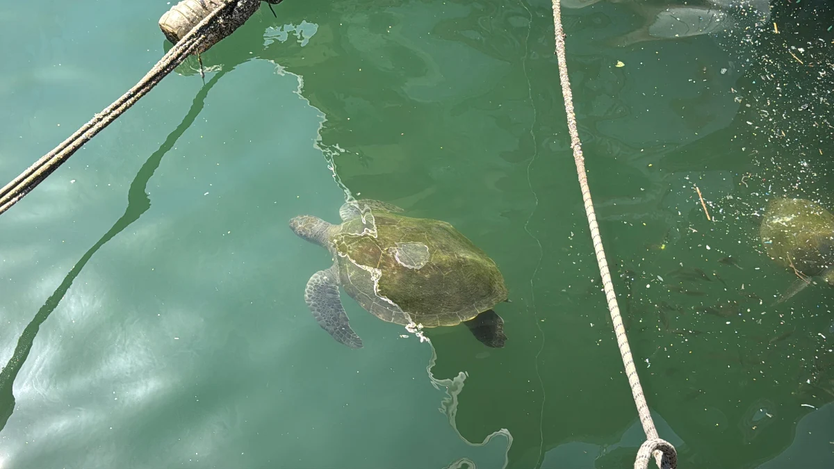 Mersin’de deniz kaplumbağaları, kolay besine alıştı
