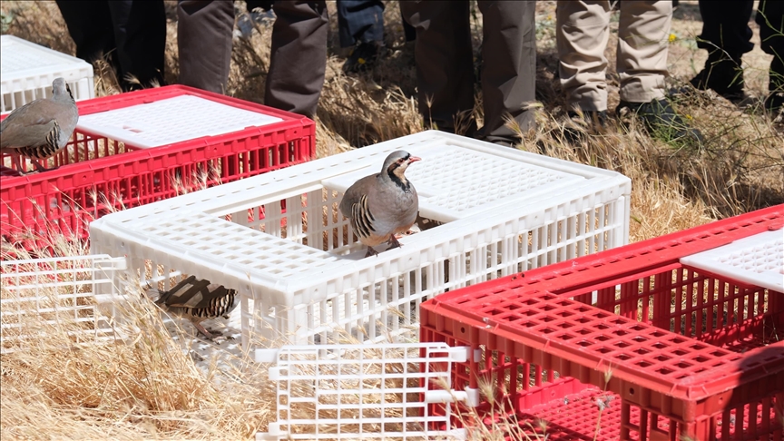 Yozgat'ta 1000 kınalı keklik doğaya salındı
